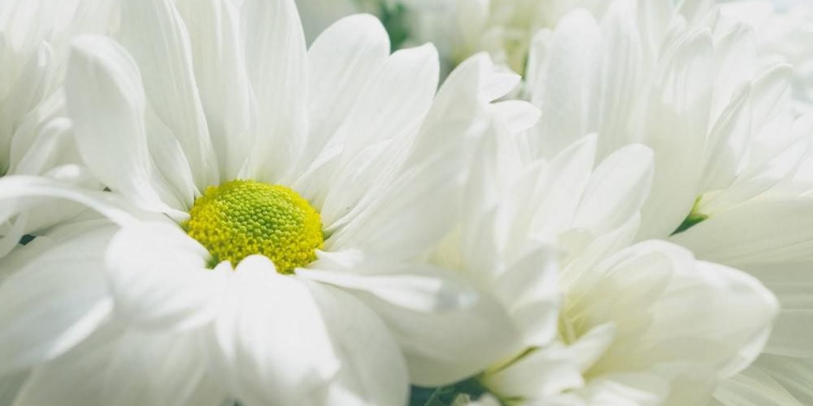 Musim Semi, Jadwal Festival Bunga di Turki Tahun 2024