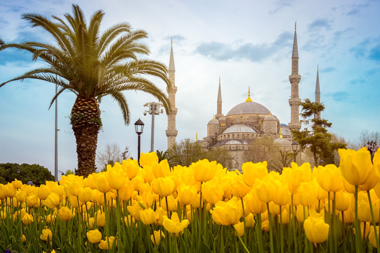 Blue Mosque (Sultan ahmet Camii), Istanbul, Turkey. Palm tree and ...